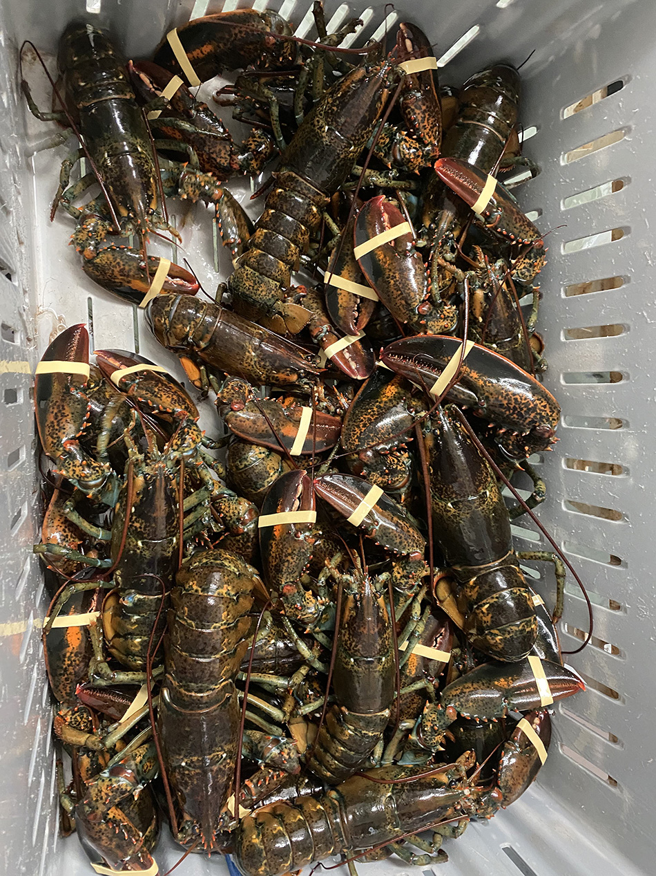 Live Lobster – Misty Harbour Seafood