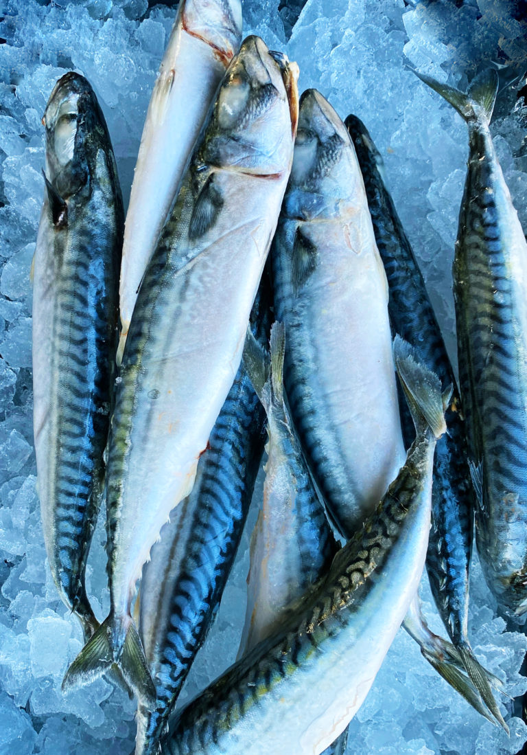 Frozen Whole Mackerel – Misty Harbour Seafood