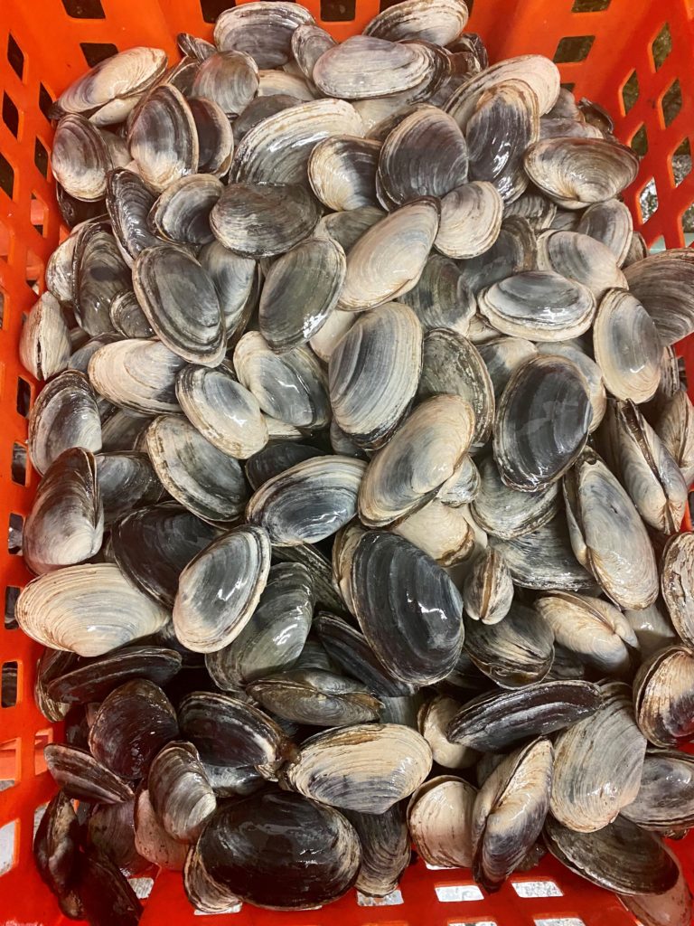 Shellfish – Misty Harbour Seafood
