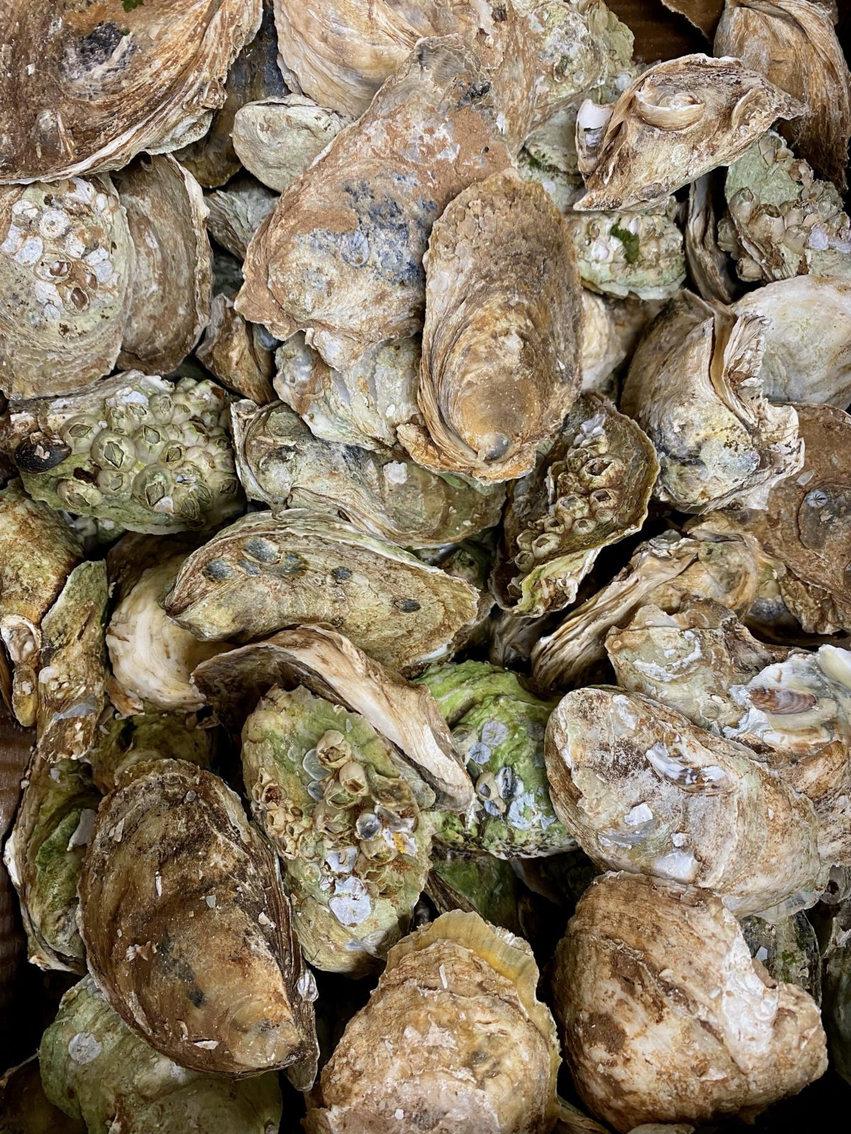 Small Choice Oysters – Misty Harbour Seafood