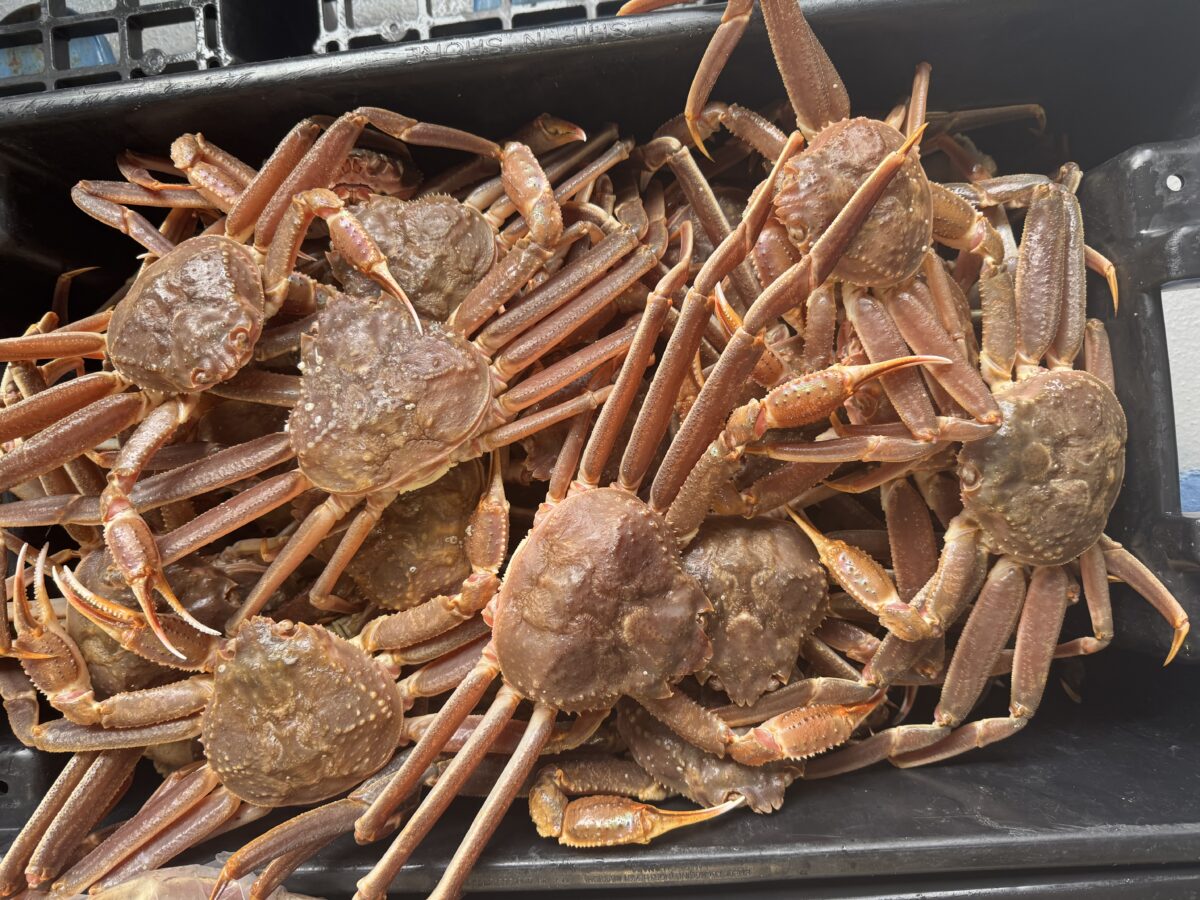 Live Snow Crab – Misty Harbour Seafood